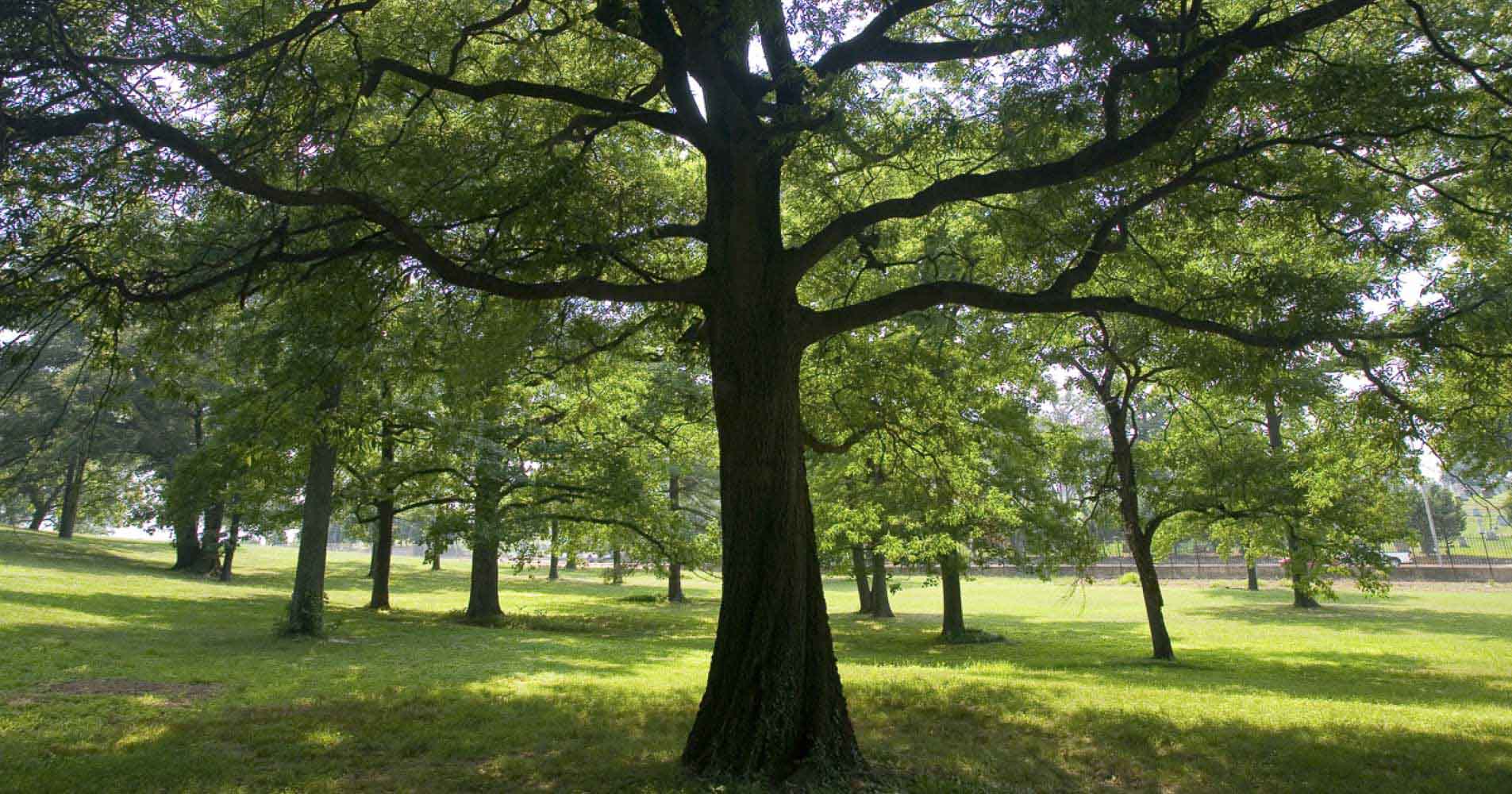 U.S. National Arboretum On Call Contract - Mahan Rykiel Associates