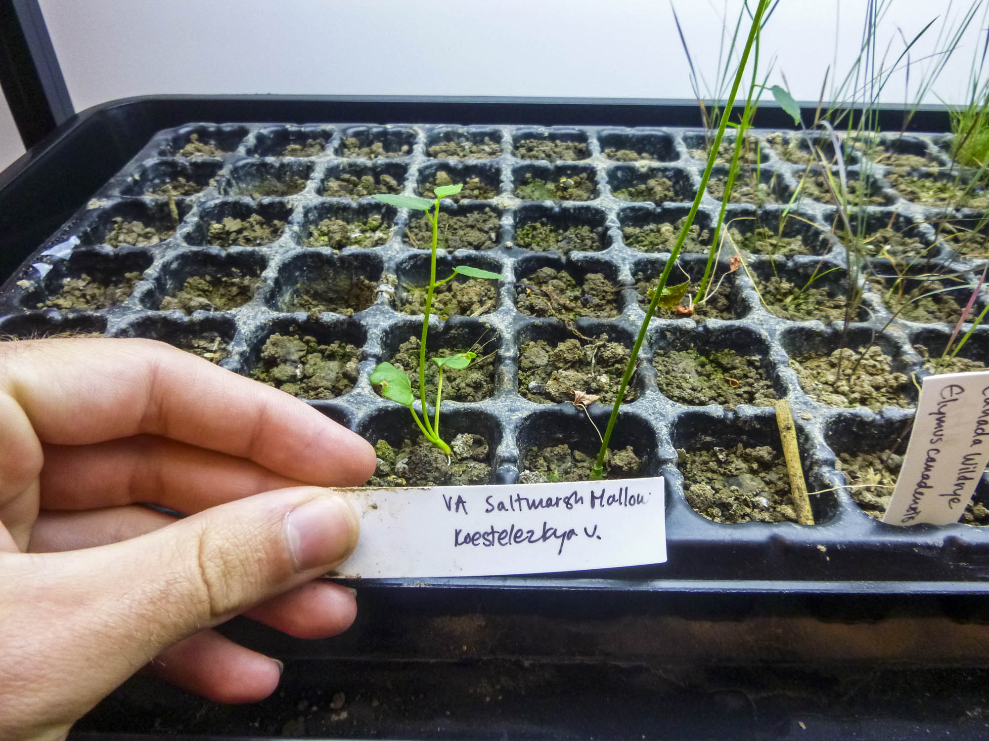 Dredge Material Plant Germination Study - Mahan Rykiel Associates